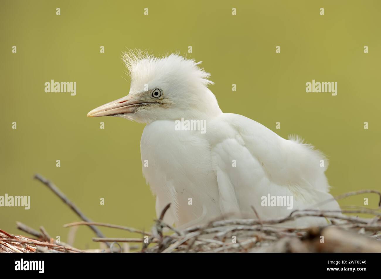 Cattle egret (Bubulcus ibis), young bird in nest, Camargue, France ...