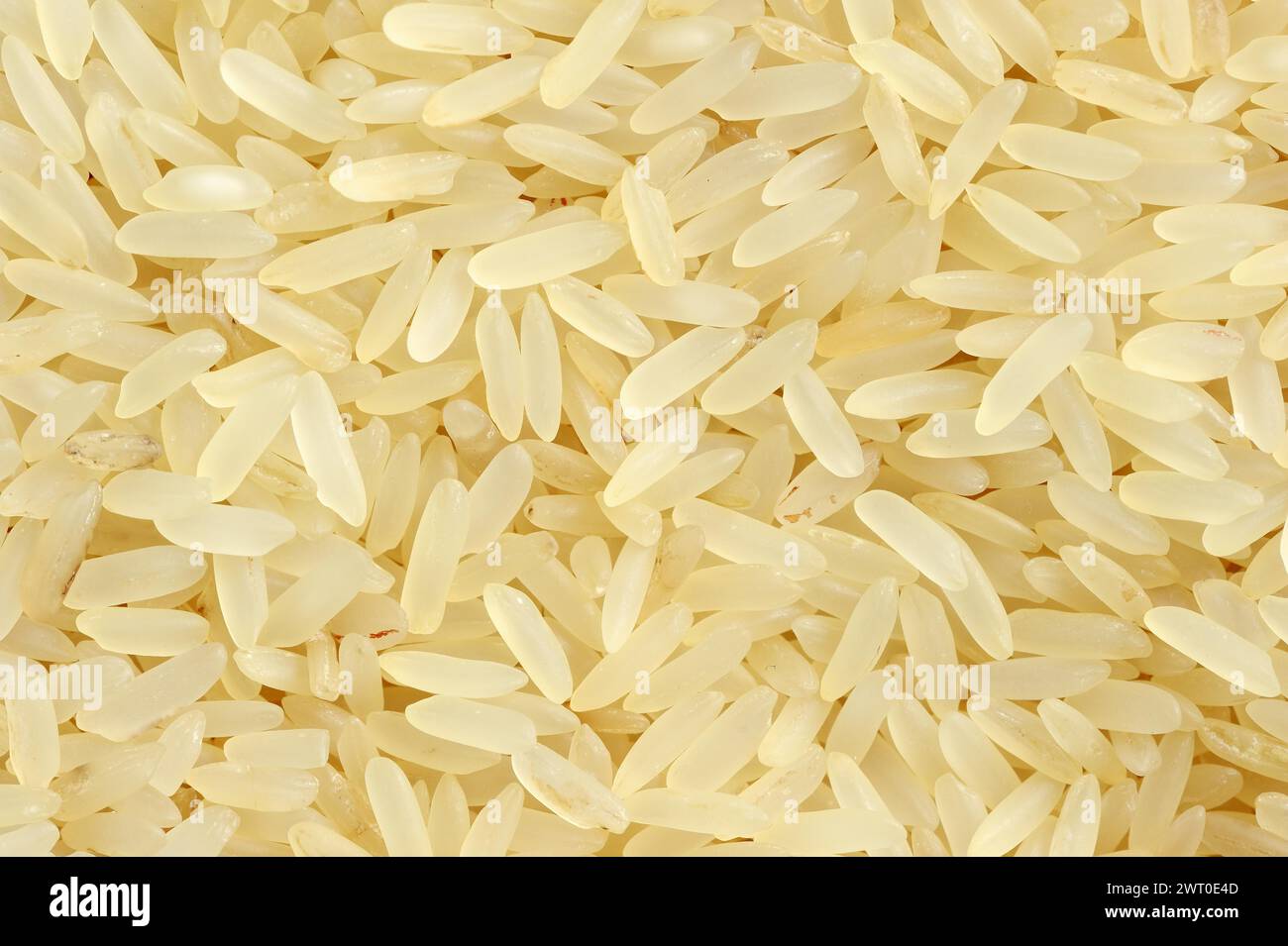 Rice (Oryza sativa), rice grains Stock Photo - Alamy