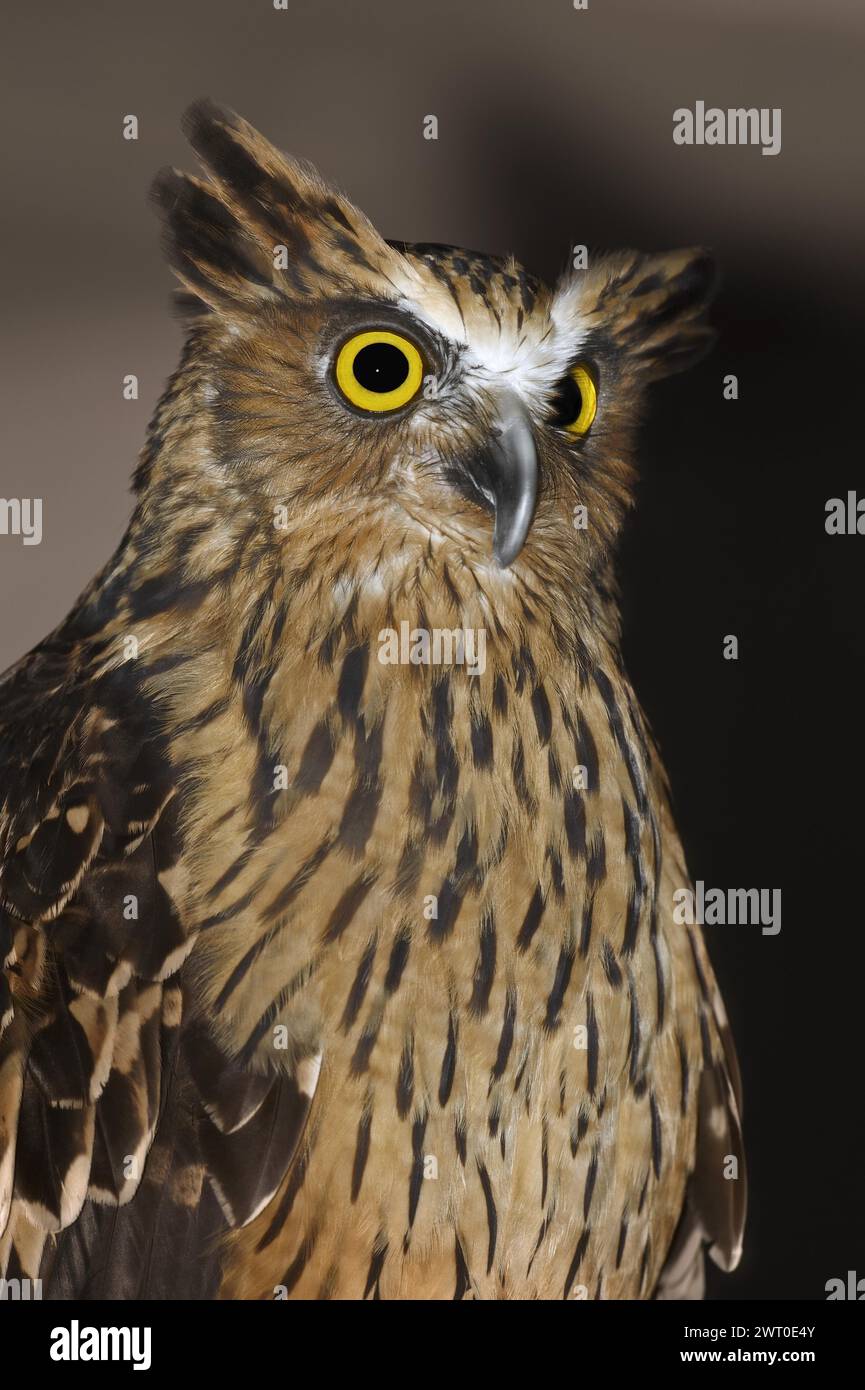 Sunda fish owl or Malayan fish owl (Ketupa ketupu, Bubo ketupu ...