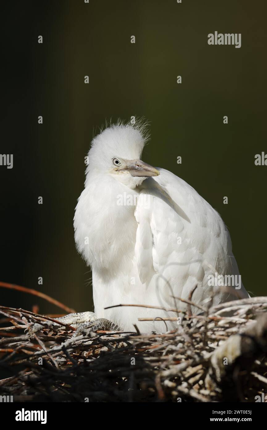 Cattle egret (Bubulcus ibis), young bird in nest, Camargue, France ...