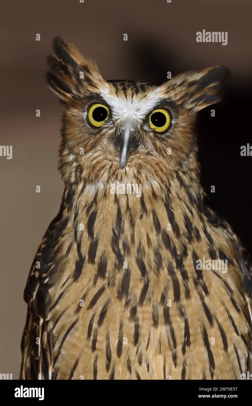 Sunda fish owl or Malayan fish owl (Ketupa ketupu, Bubo ketupu ...