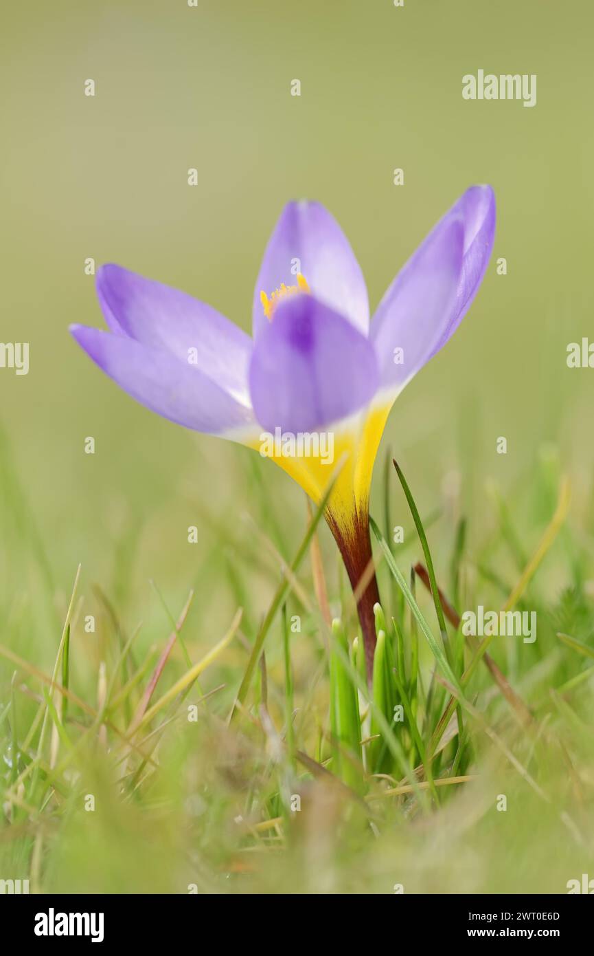Sieber crocus or Greek dwarf crocus (Crocus sieberi), North Rhine ...