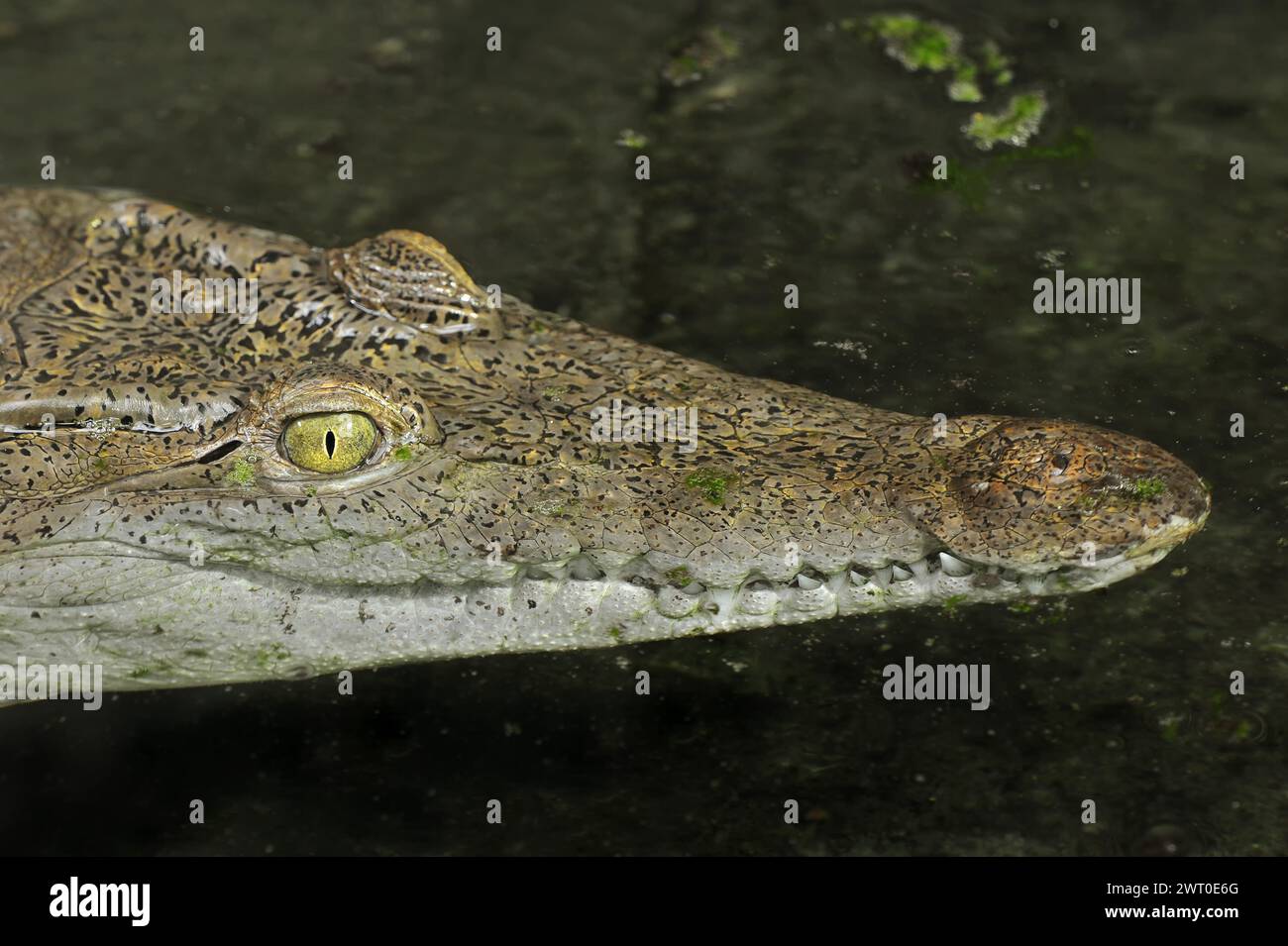 Philippine crocodile (Crocodylus mindorensis), captive, occurrence in ...