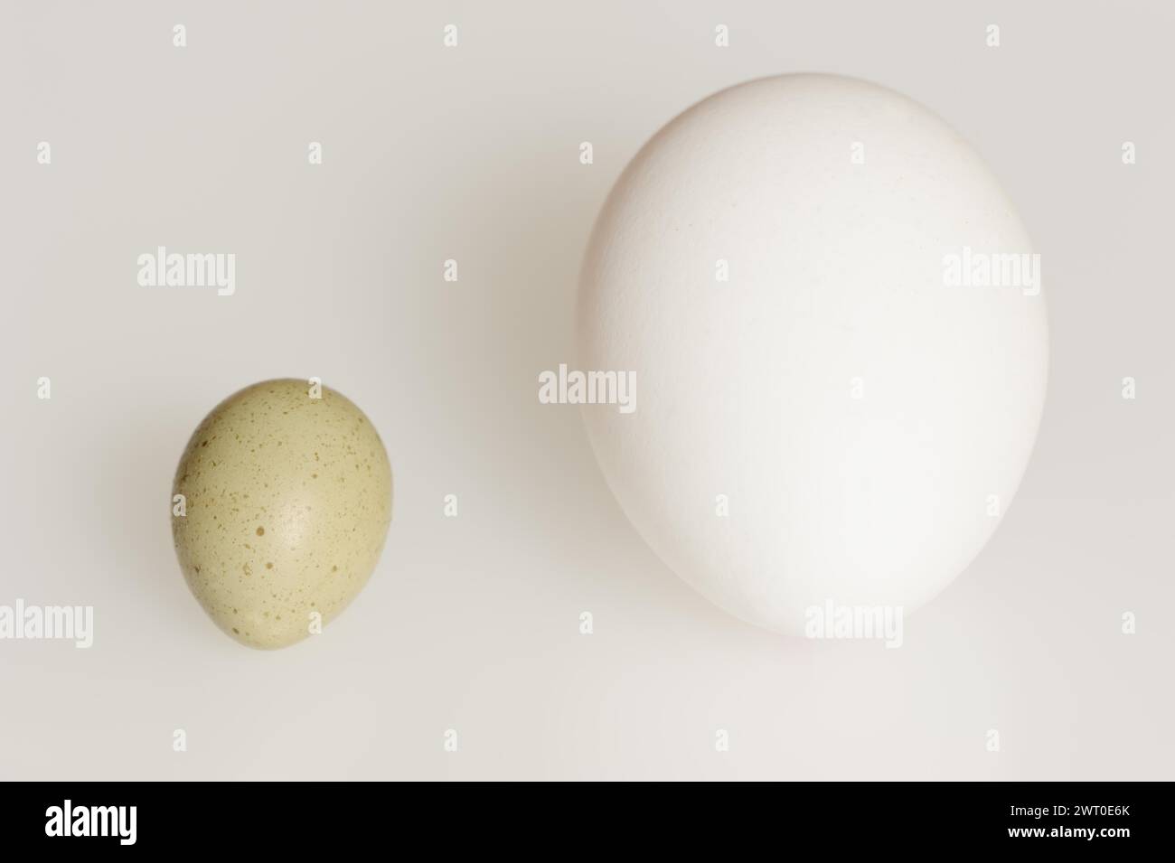 Chinese dwarf quail (Synoicus chinensis, Coturnix chinensis), egg and ...