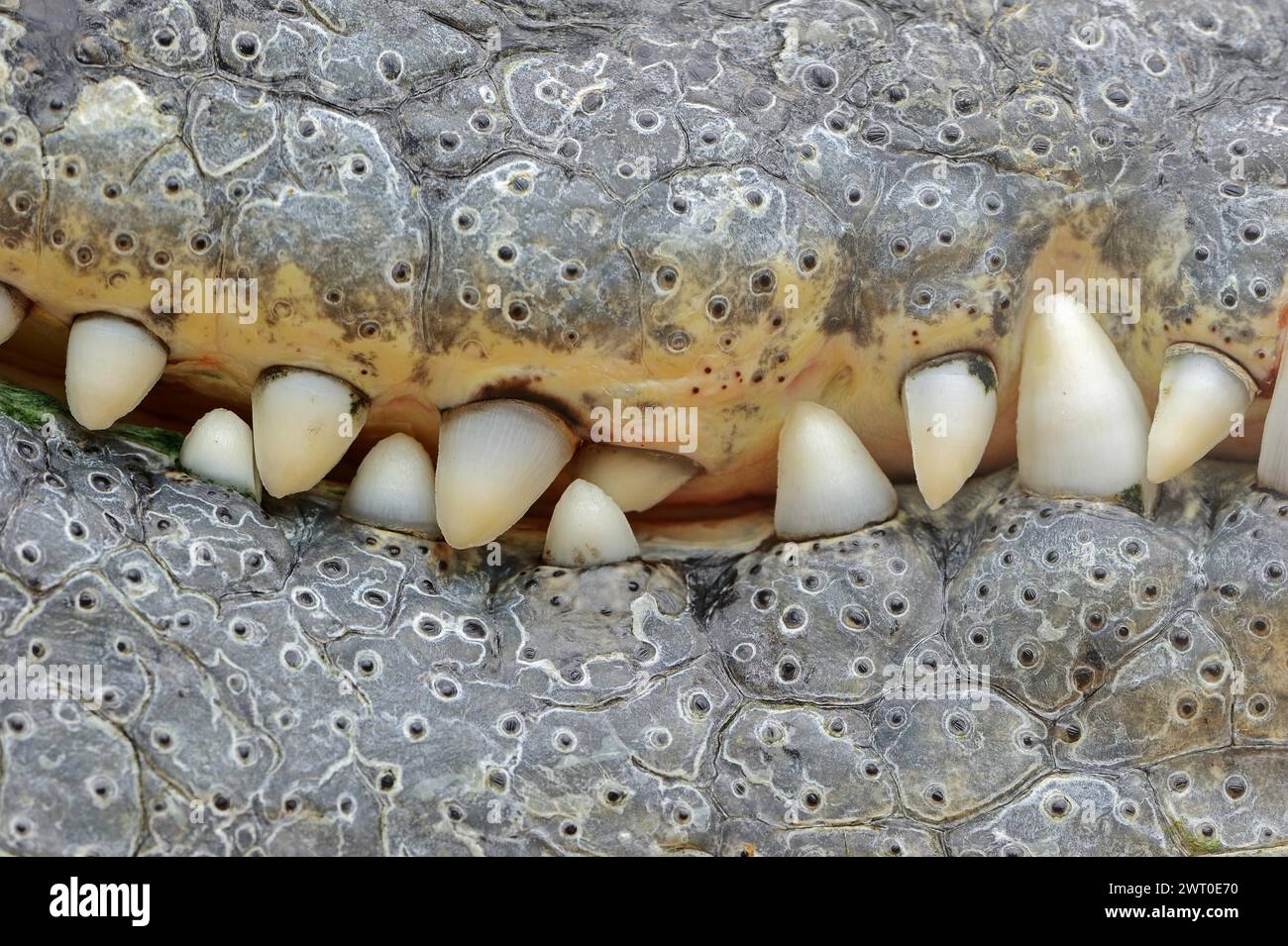 Nile crocodile (Crocodylus niloticus), teeth, captive, occurring in ...