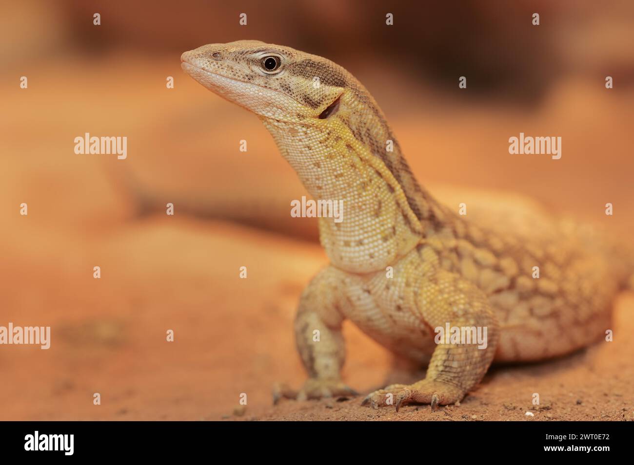 Spiny-tailed monitor (Varanus acanthurus), captive, occurring in ...