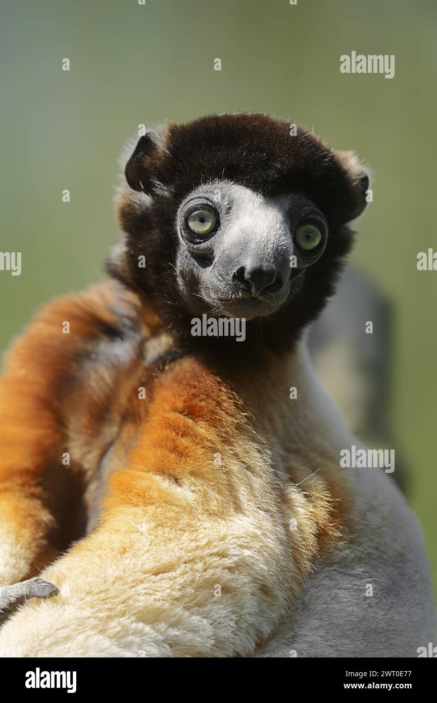 Crown sifaka (Propithecus coronatus, Propithecus verreauxi coronatus ...