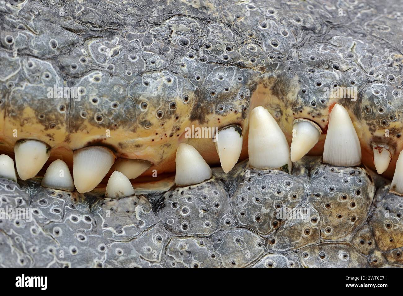 Nile crocodile (Crocodylus niloticus), teeth, captive, occurring in ...