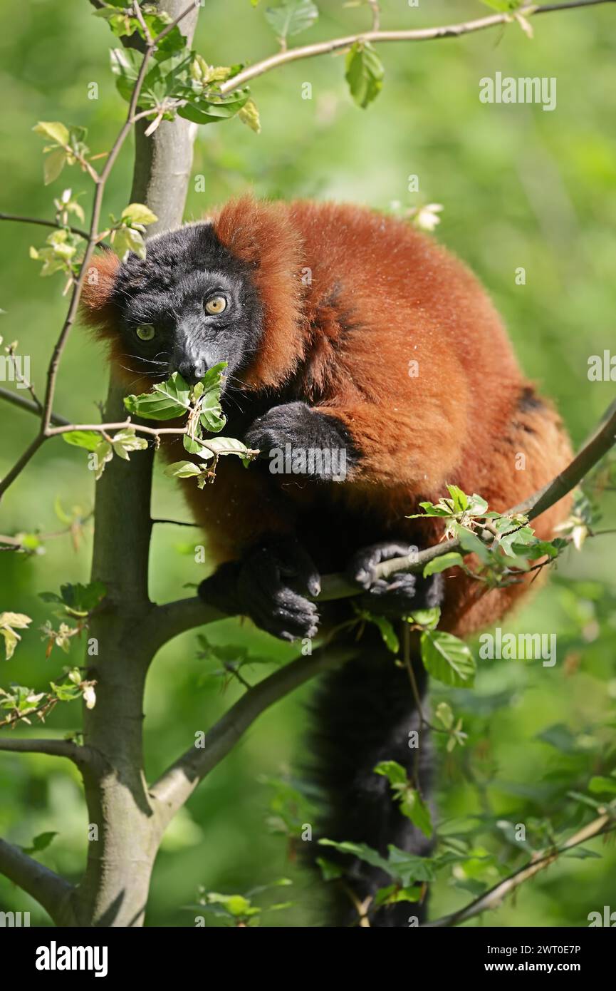 Red Vari (Varecia rubra, Varecia variegata rubra), captive, native to ...