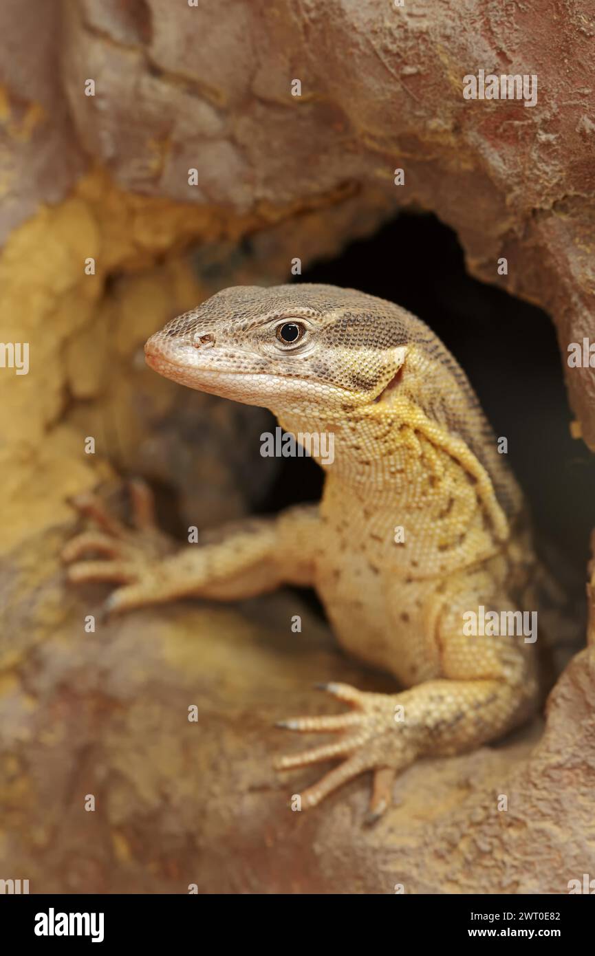 Spiny-tailed monitor (Varanus acanthurus), captive, occurring in Australia Stock Photo - Alamy