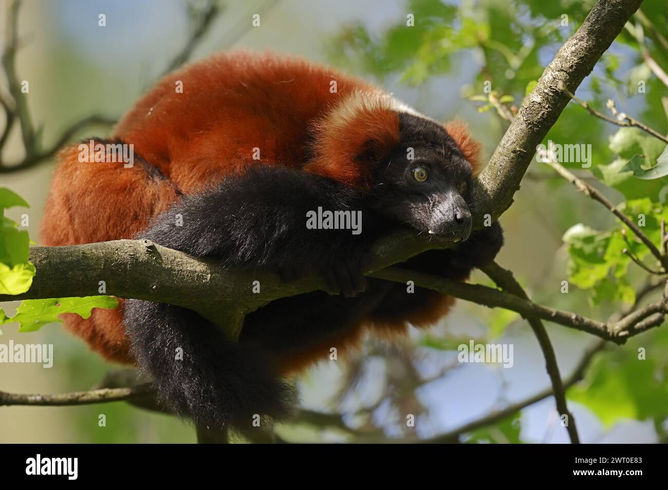 Red Vari (Varecia rubra, Varecia variegata rubra), captive, native to ...