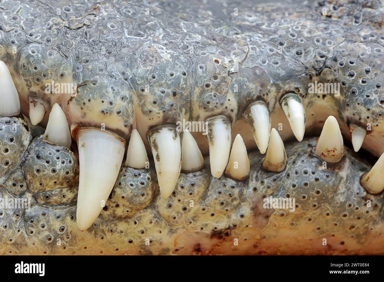 Nile crocodile (Crocodylus niloticus), teeth, captive, occurring in ...