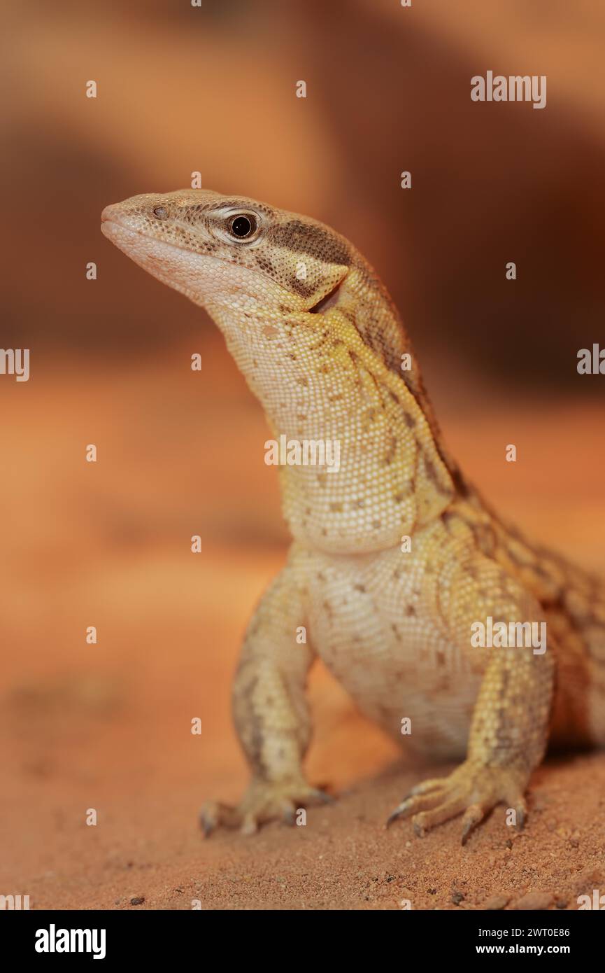 Spiny-tailed monitor (Varanus acanthurus), captive, occurring in Australia Stock Photo - Alamy