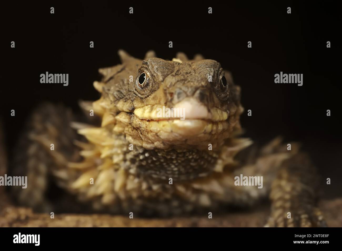 Giant girdle-tail (Smaug giganteus, Cordylus giganteus), captive ...