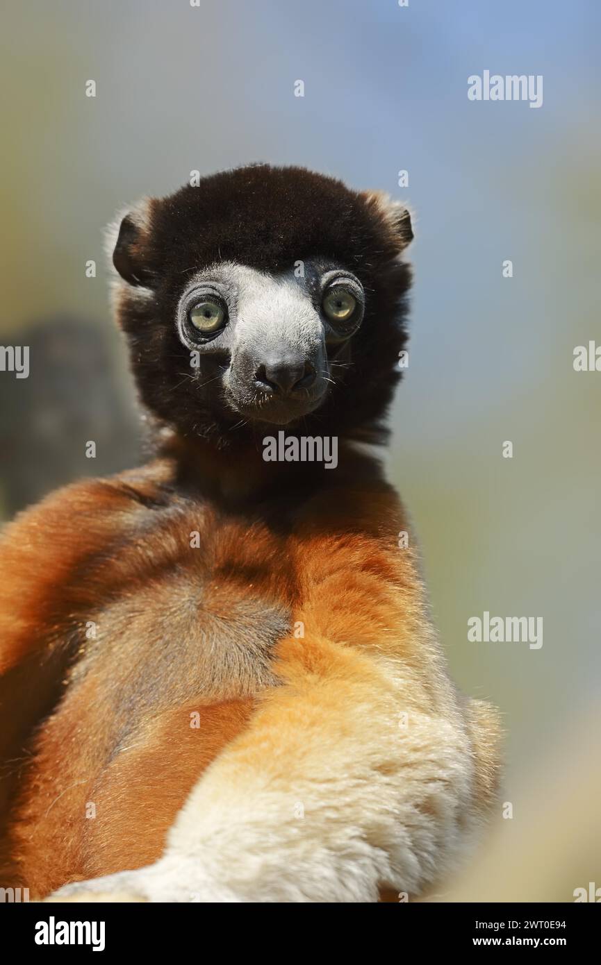 Crown sifaka (Propithecus coronatus, Propithecus verreauxi coronatus ...
