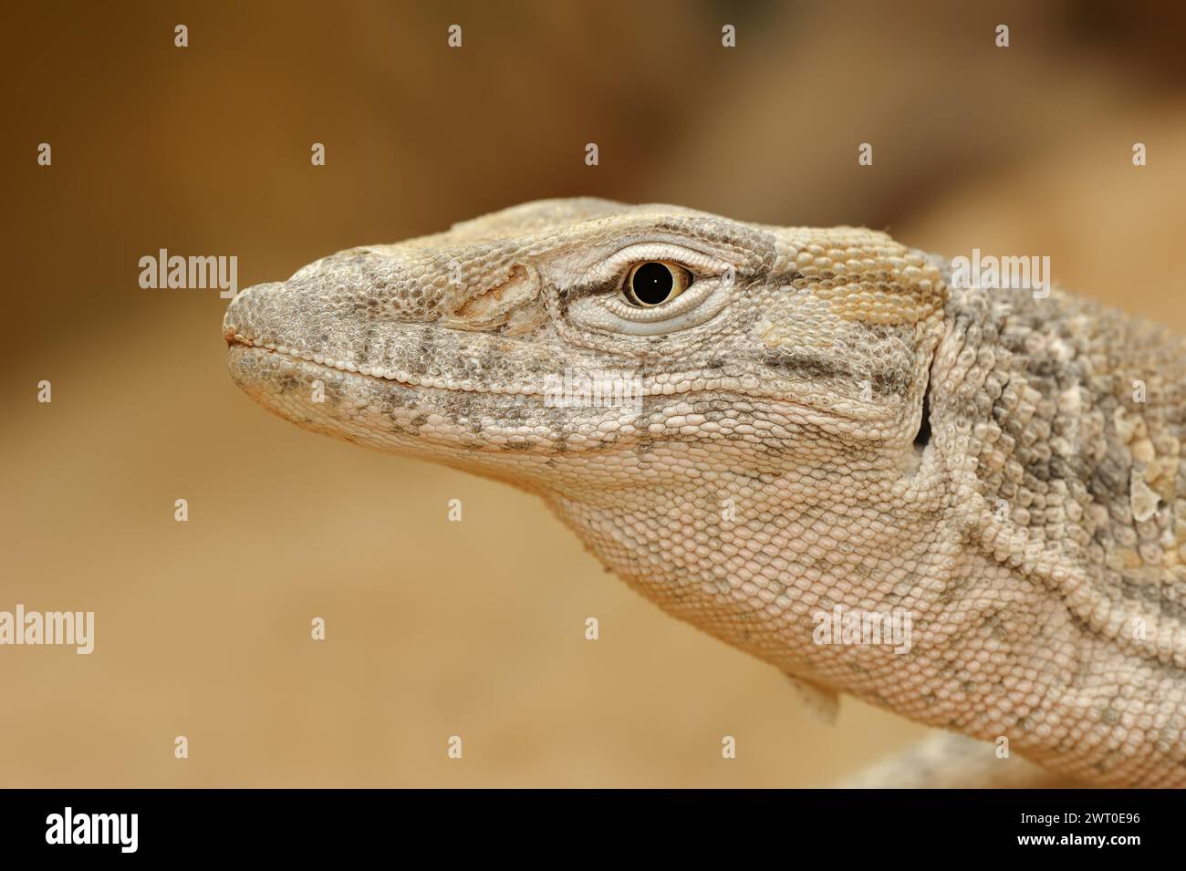 Desert monitor (Varanus griseus), portrait, captive, occurrence in ...