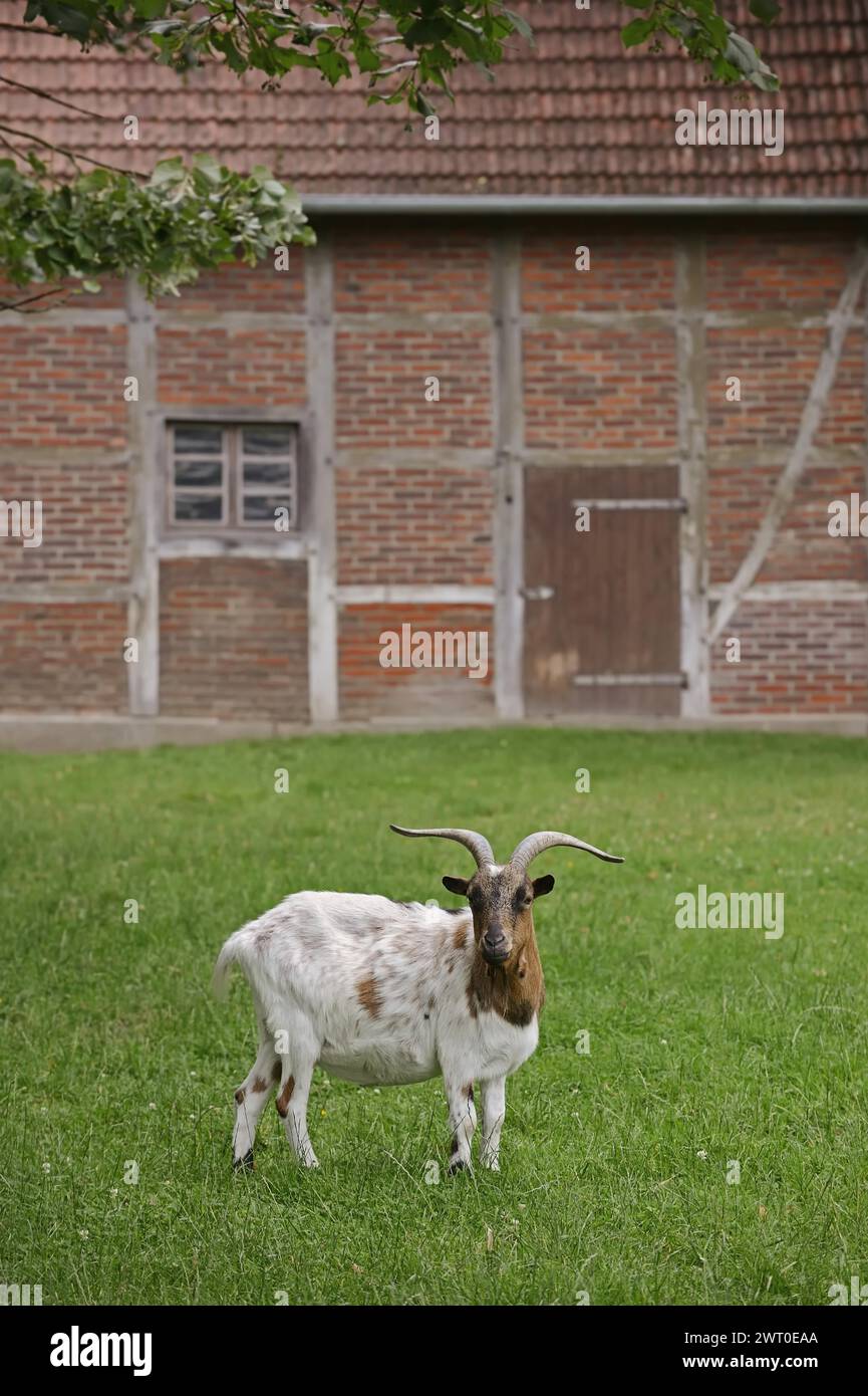 Domestic goat (Capra aegagrus hircus, Capra hircus), billy goat, North ...