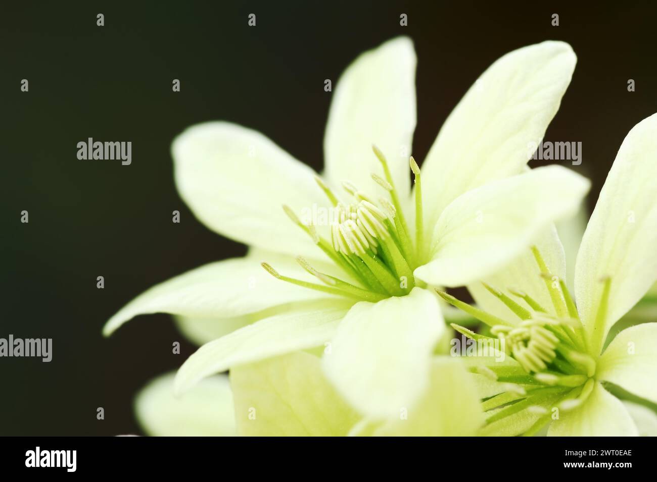 Clematis 'Fragrant Oberon' (Clematis spec.), flower, ornamental plant ...