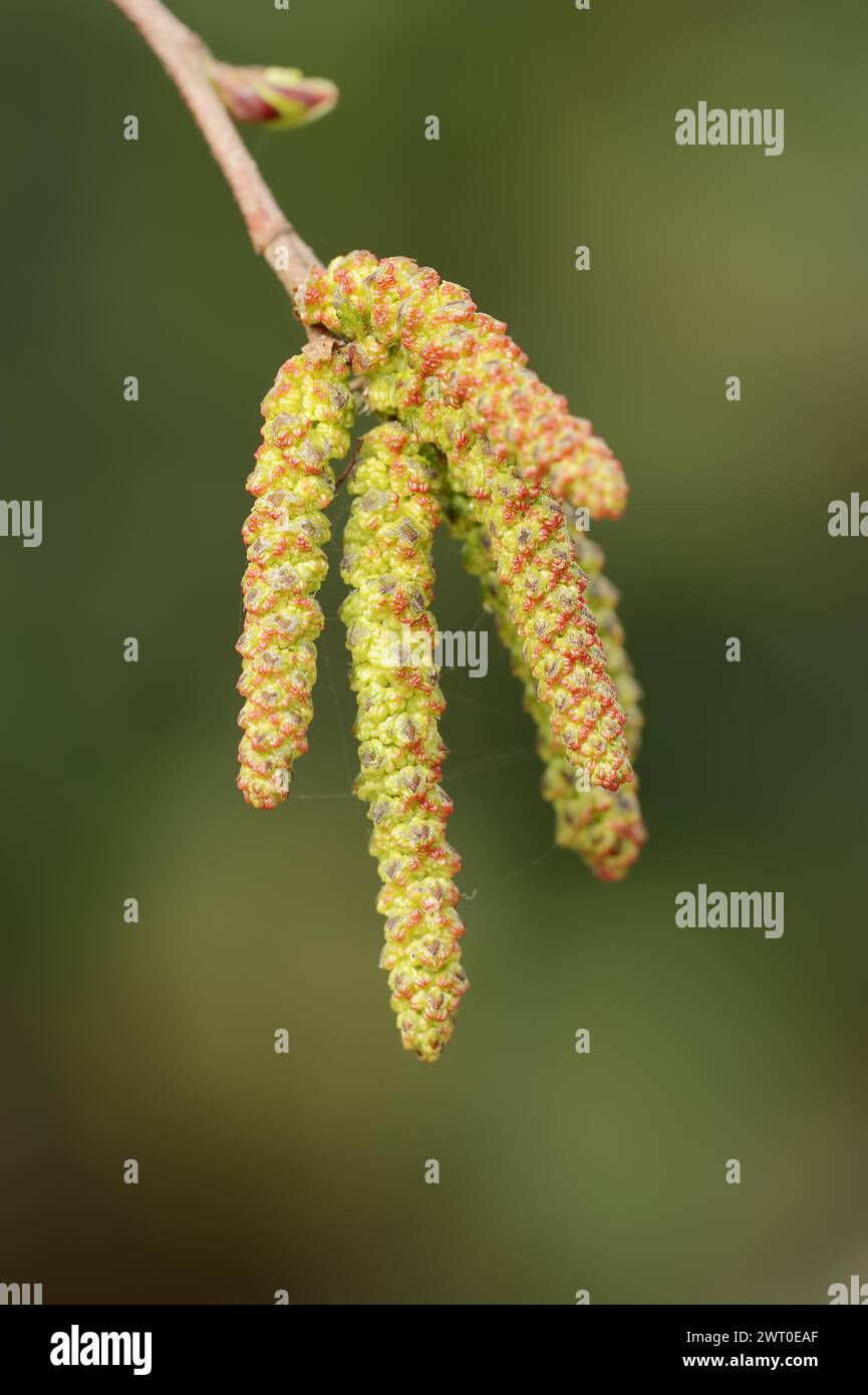 Gray alder (Alnus incana), male catkins, North Rhine-Westphalia ...
