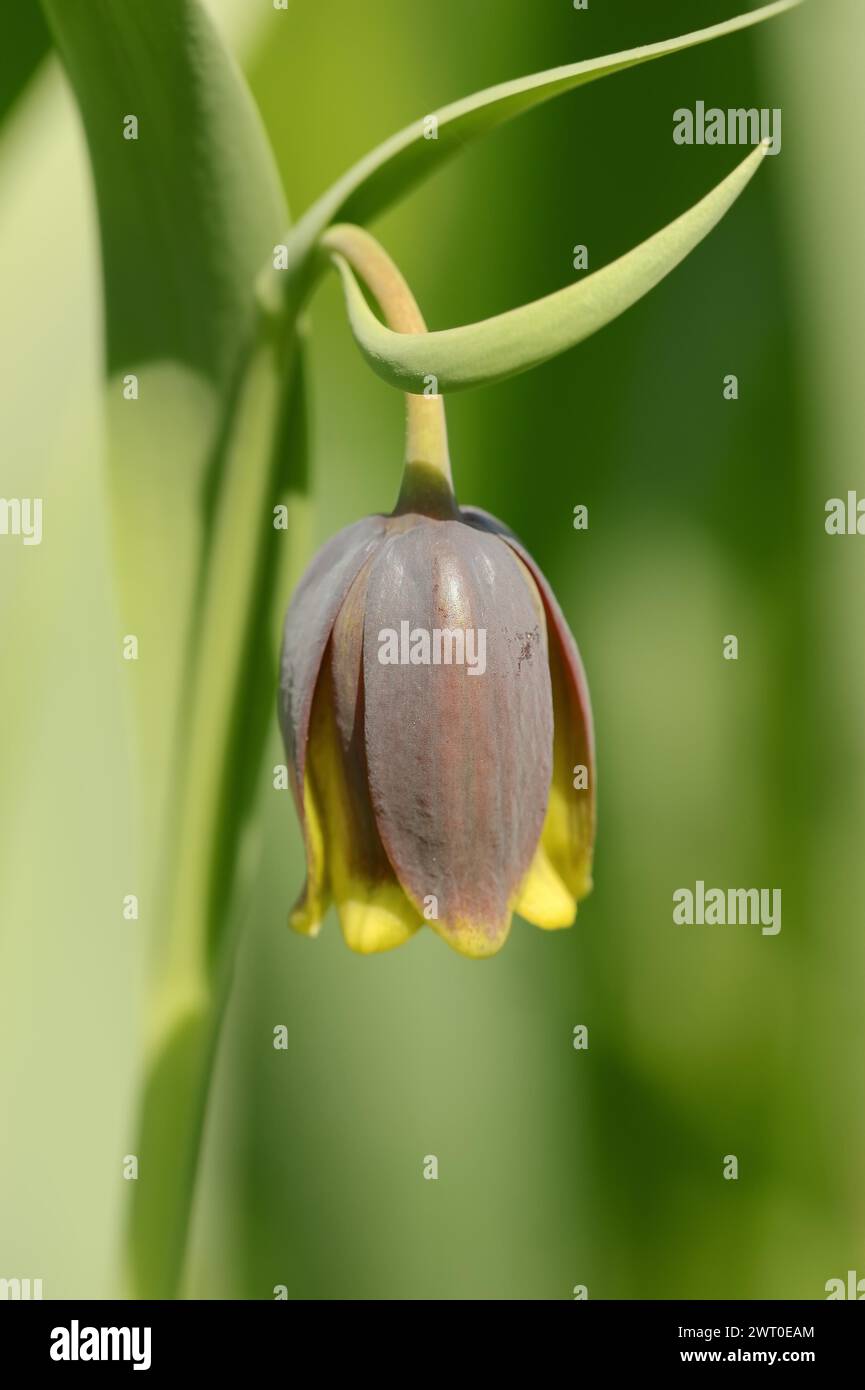 Turkish checkerboard flower or Michailovsky's fritillary (Fritillaria ...