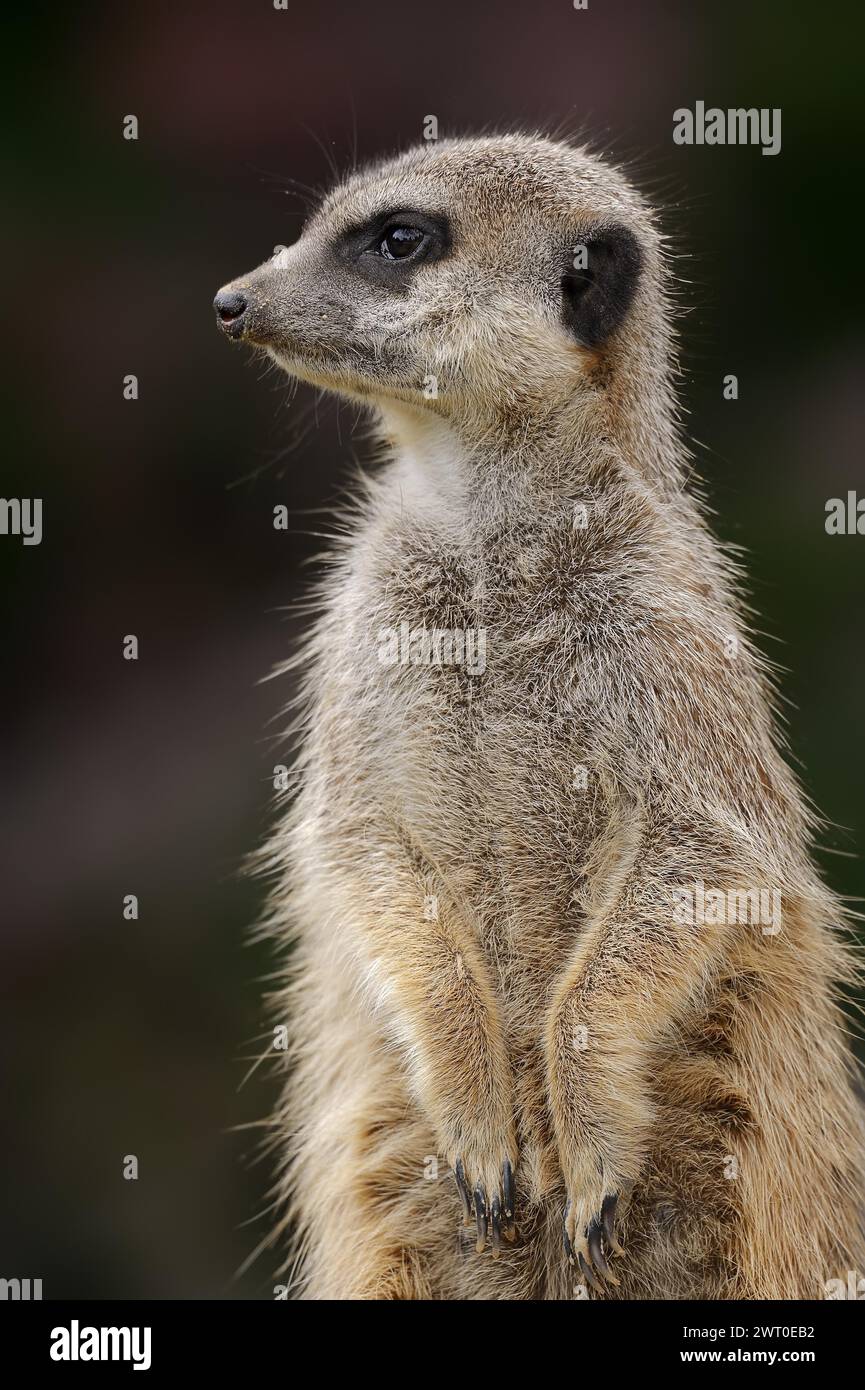 Occurring in southern africa hi-res stock photography and images - Alamy