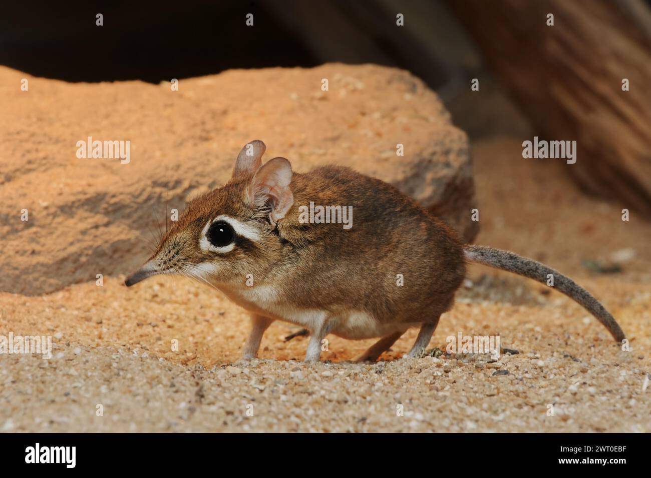 Red-brown elephant shrew or red-brown trunked shrew (Galegeeska ...
