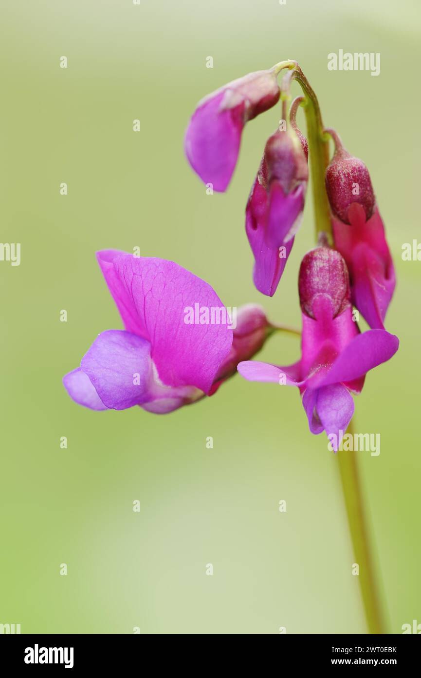 Lathyrus vernus spring vetchling hi-res stock photography and images ...