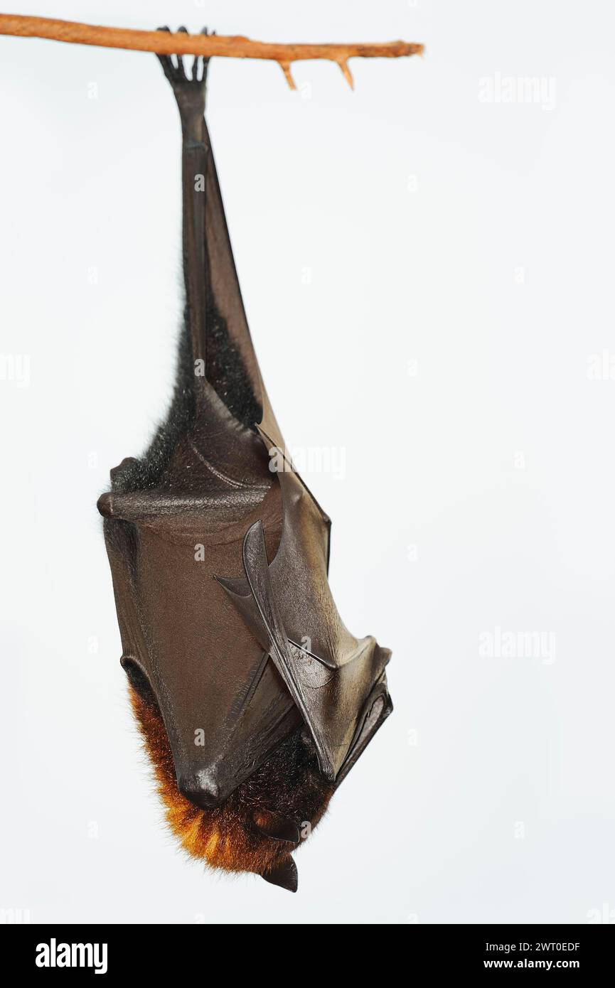 Kalong flying fox or large flying fox (Pteropus vampyrus), captive ...