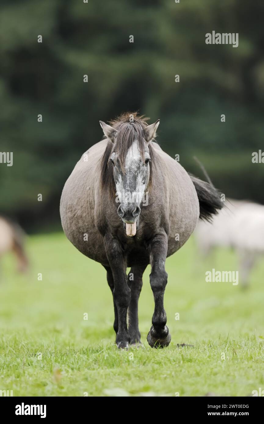 Pregnant horse mare hi-res stock photography and images - Alamy