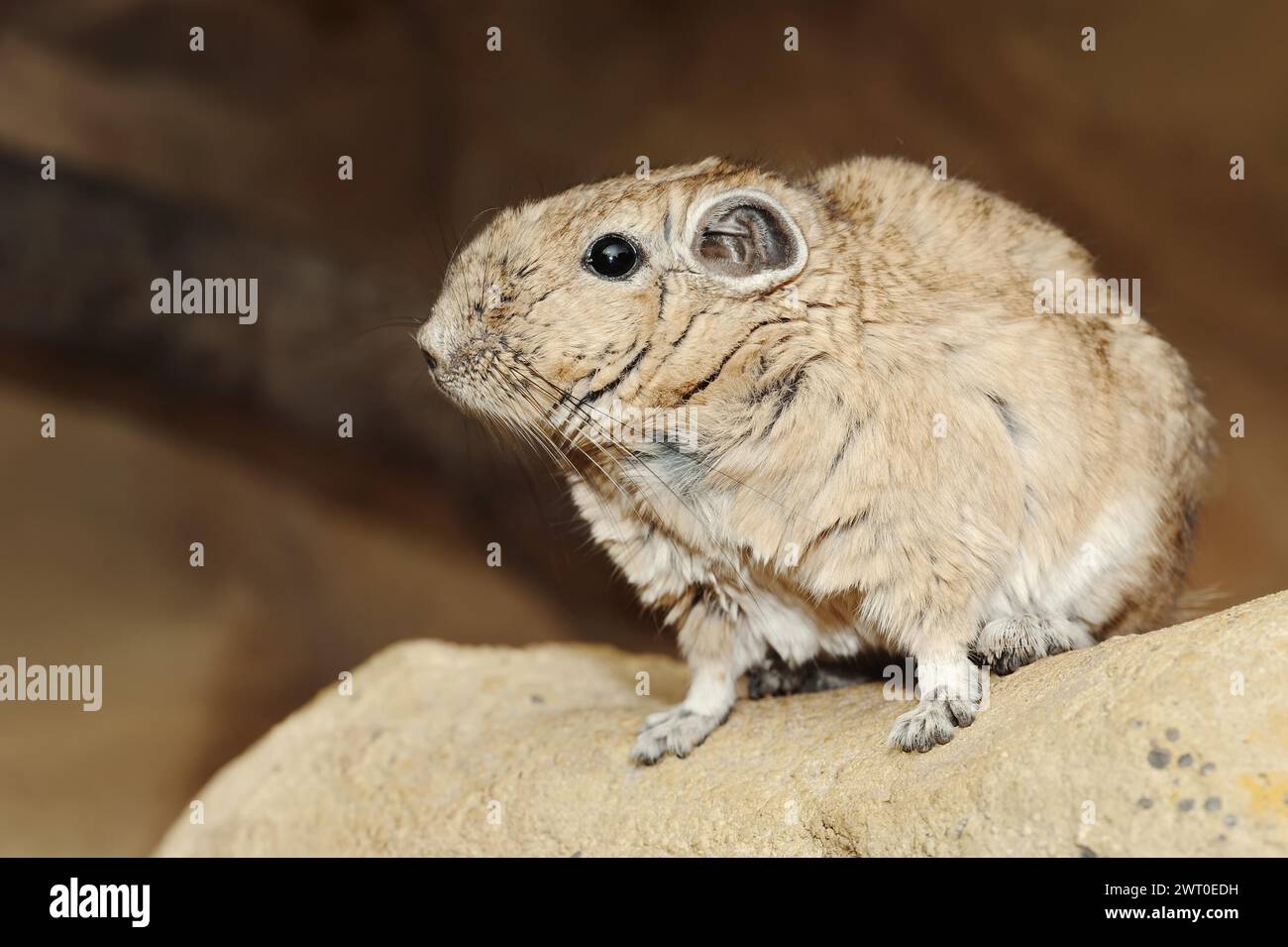 Gundi or common gundi (Ctenodactylus gundi), captive, occurring in ...