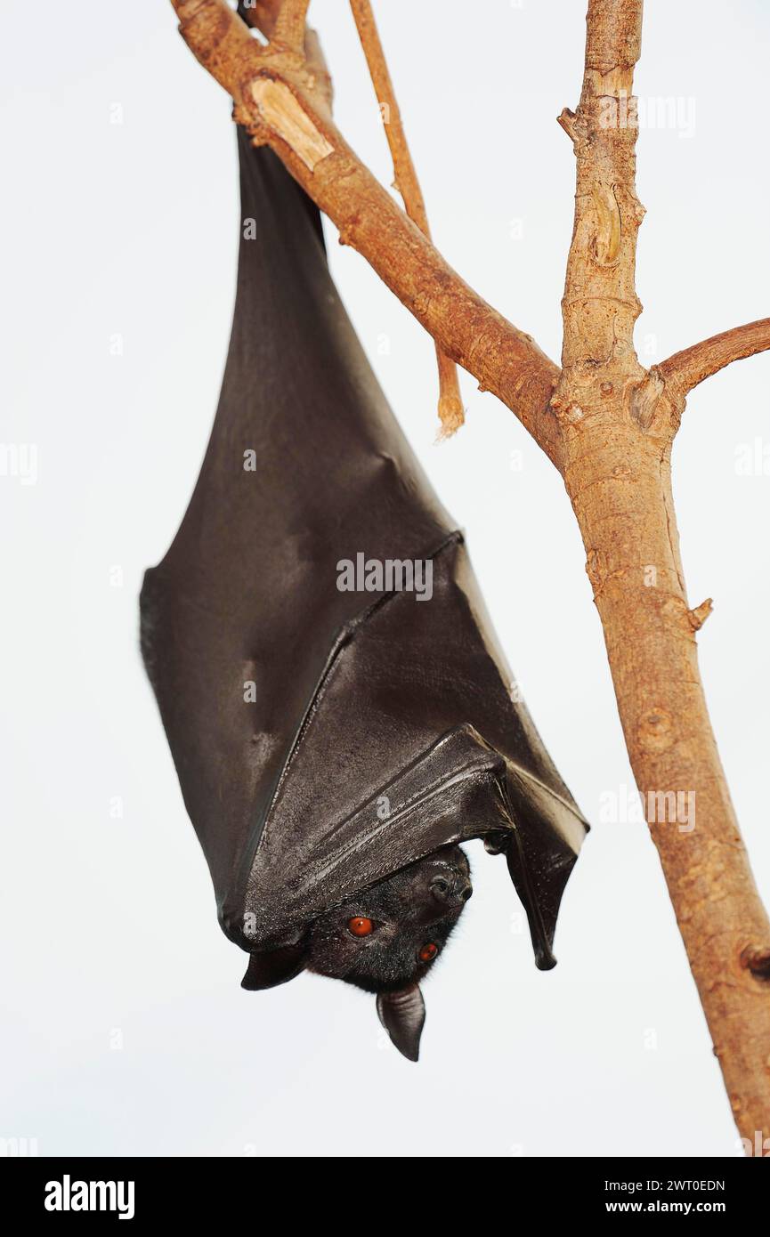 Kalong flying fox or large flying fox (Pteropus vampyrus), captive ...