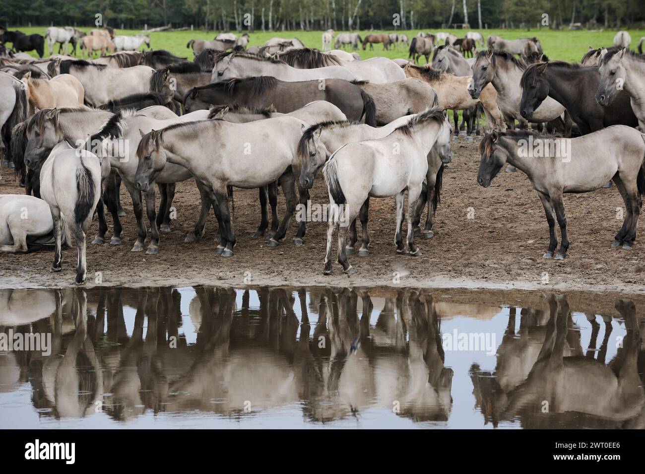 Duelmener Wildpferde, Merfelder Bruch, Duelmen, North Rhine-Westphalia ...