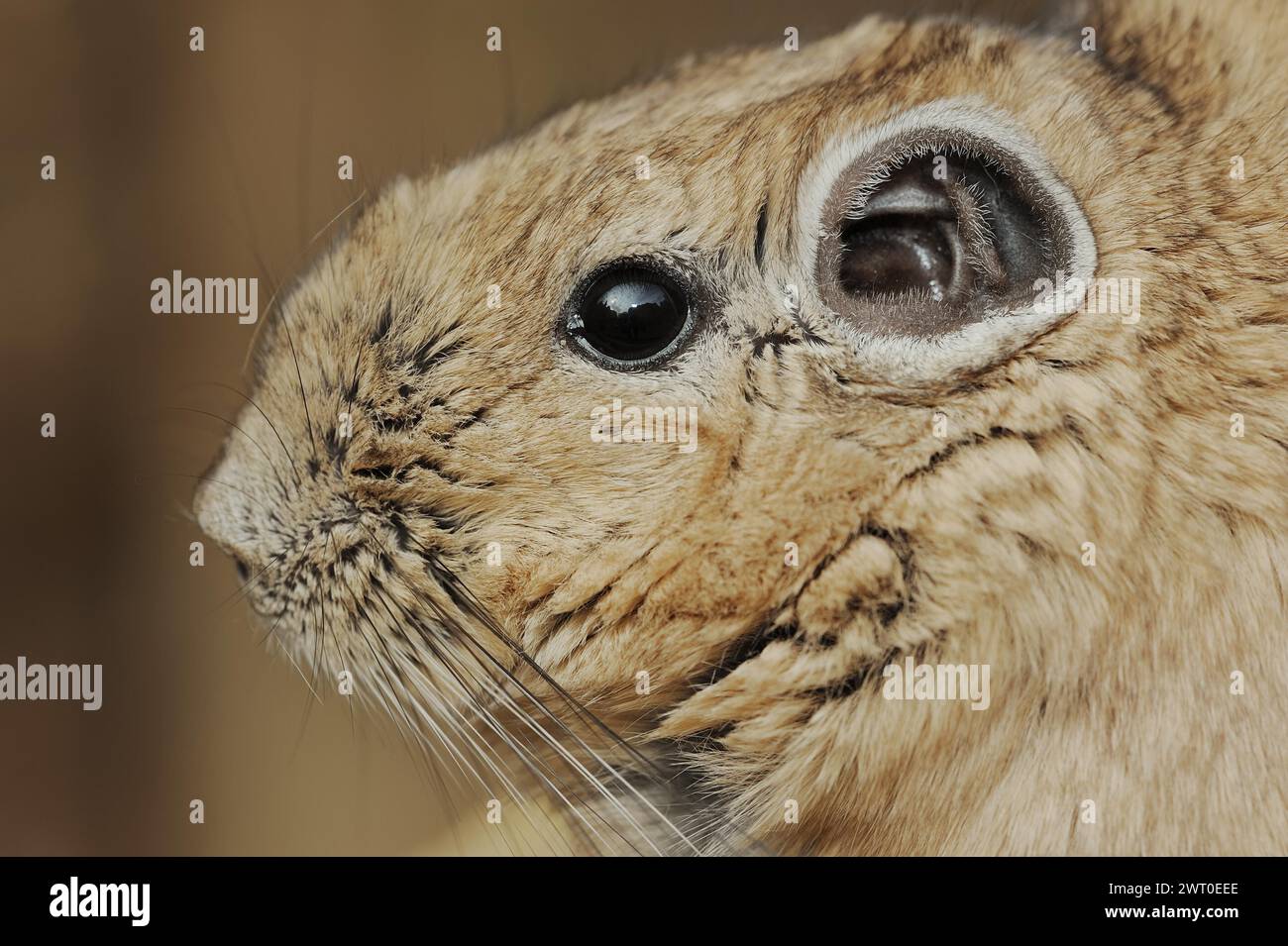 Gundi or common gundi (Ctenodactylus gundi), captive, occurring in ...