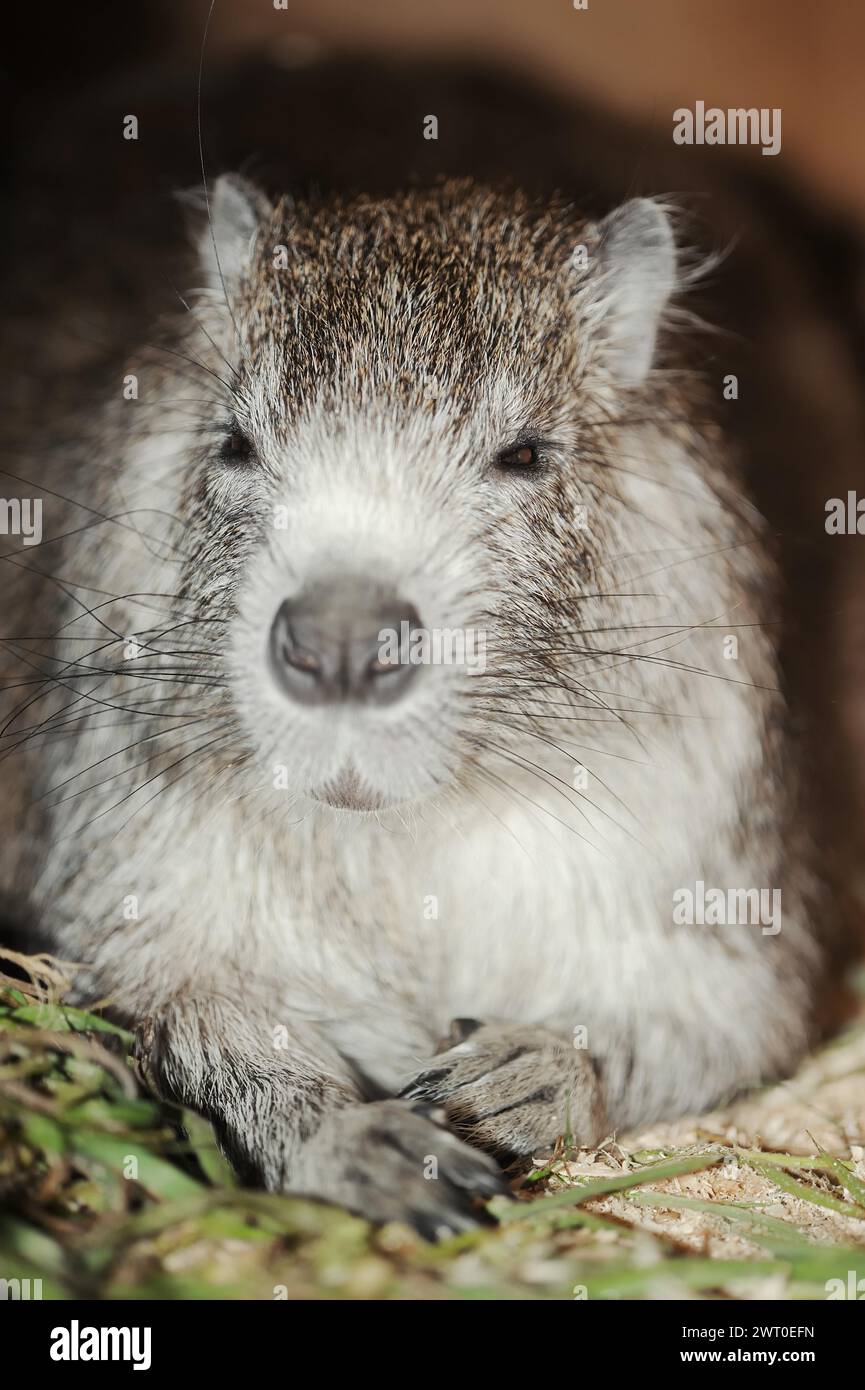 Hutia cuba hi-res stock photography and images - Alamy