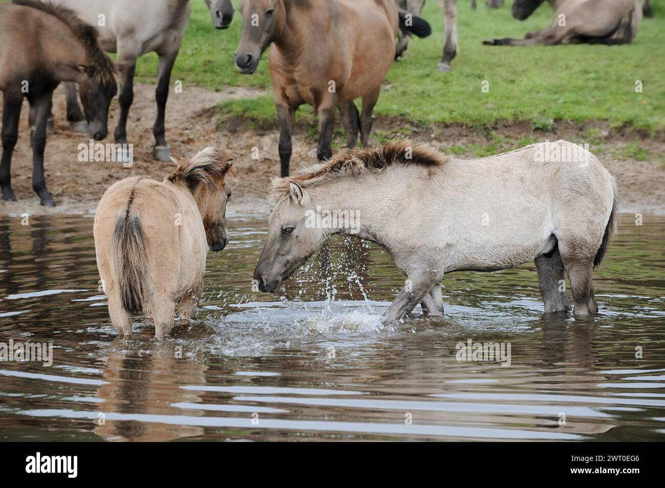 Duelmen wild horses in the water, Merfelder Bruch, Duelmen, North Rhine ...