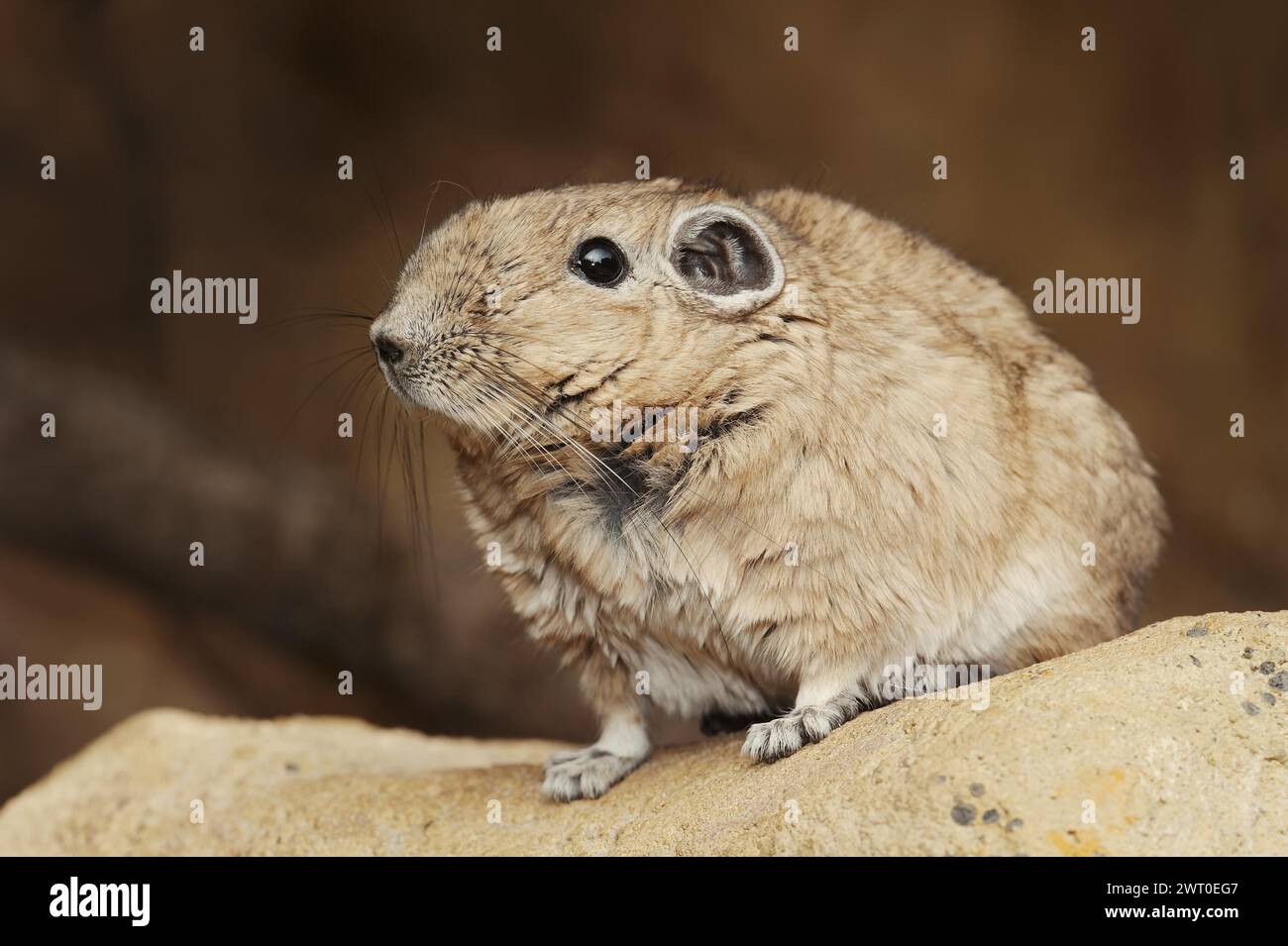 North african gundi hi-res stock photography and images - Alamy