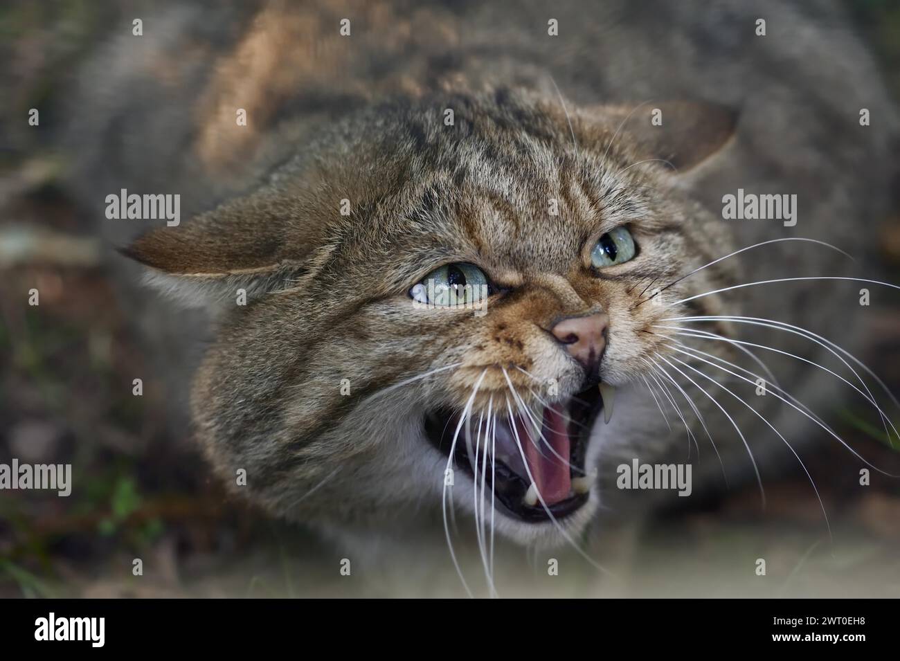 European wildcat (Felis silvestris silvestris) hissing, captive, North ...