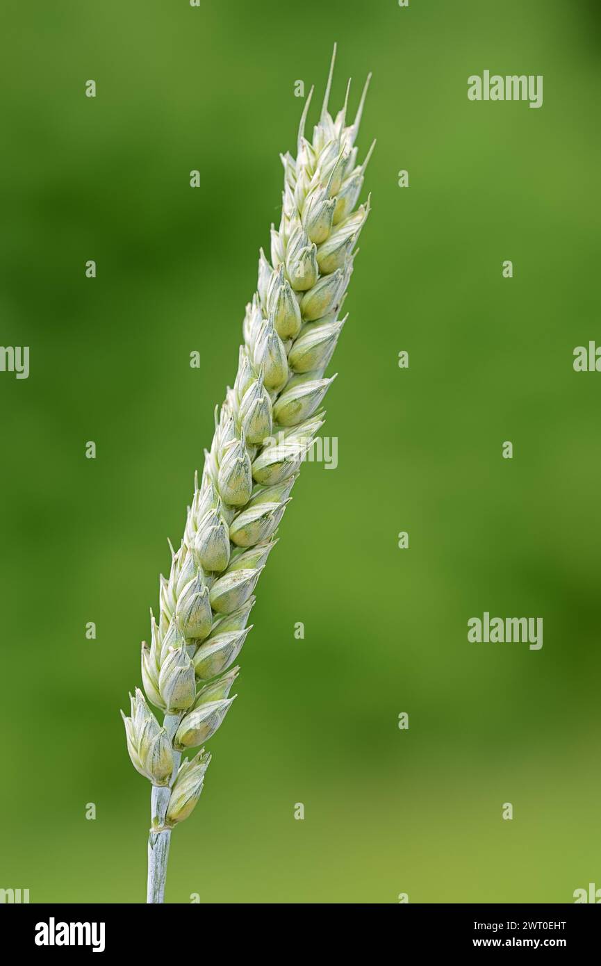 Triticum vulgare hi-res stock photography and images - Alamy