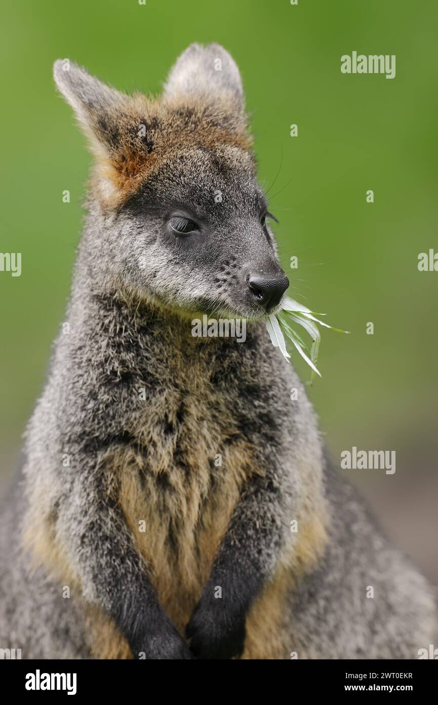 Swamp wallaby (Wallabia bicolor), captive, occurrence in Australia ...