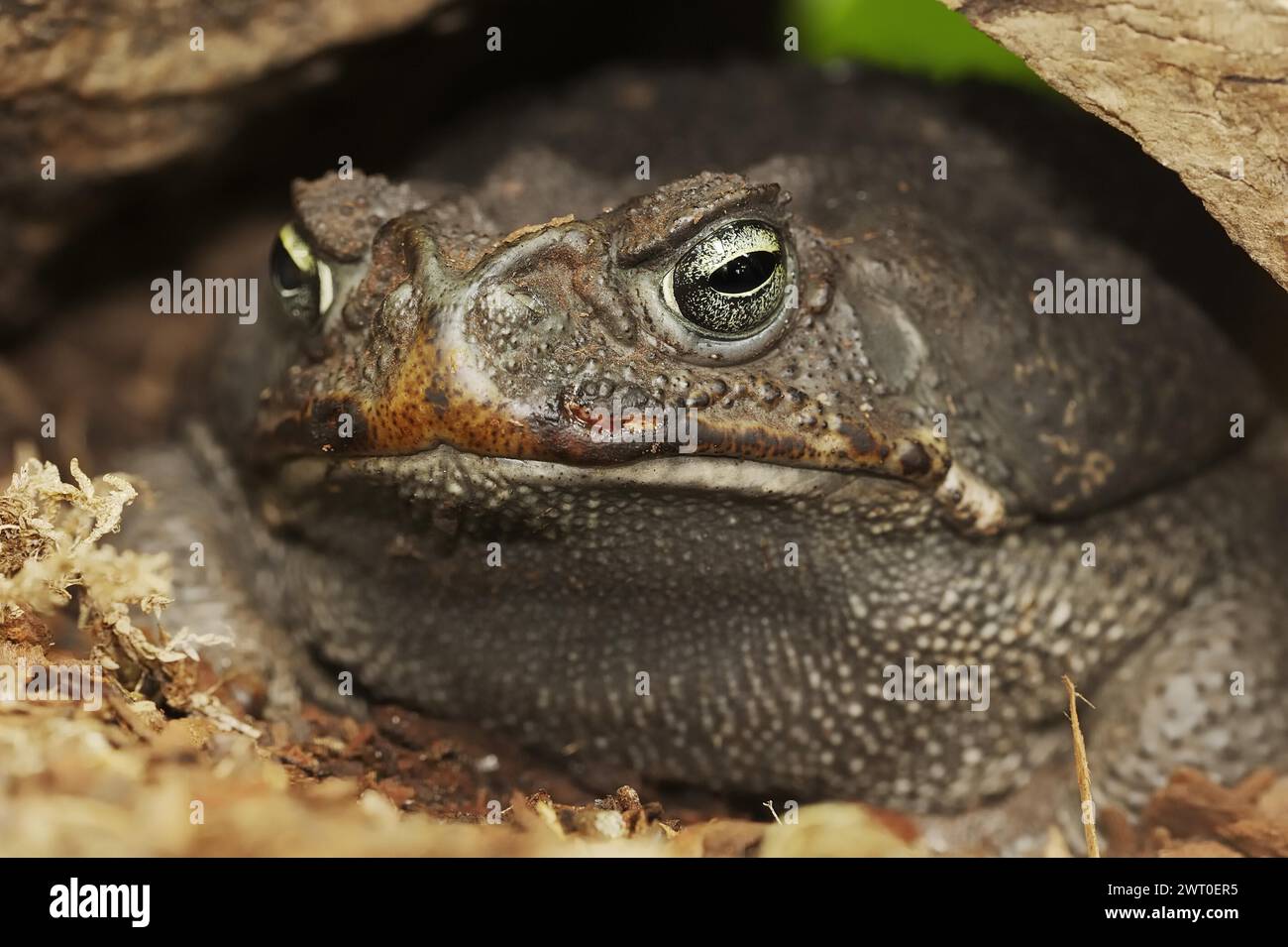 Cane toad rhinella marinus hi-res stock photography and images - Alamy