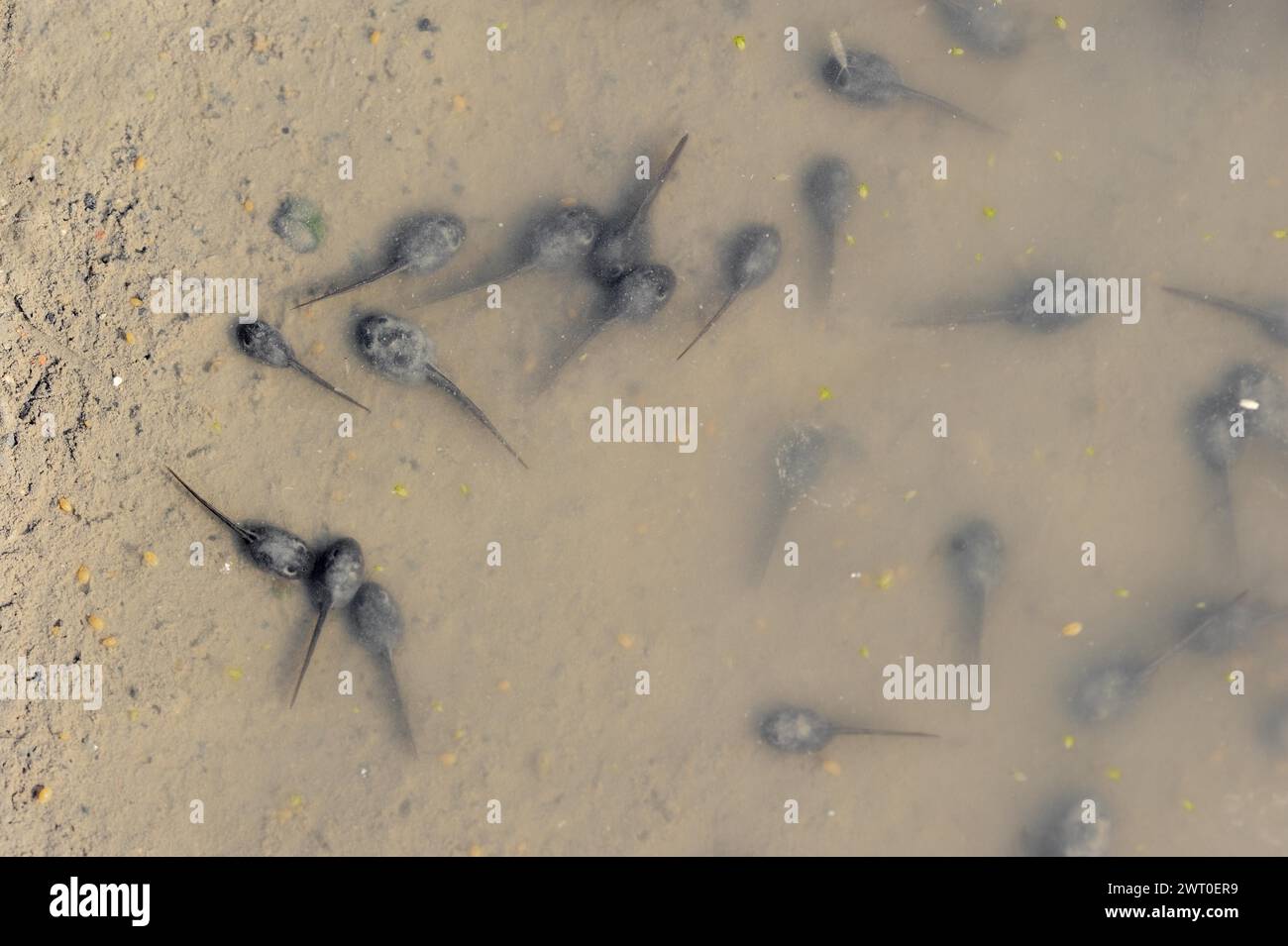 Bufo bufo tadpoles hi-res stock photography and images - Alamy
