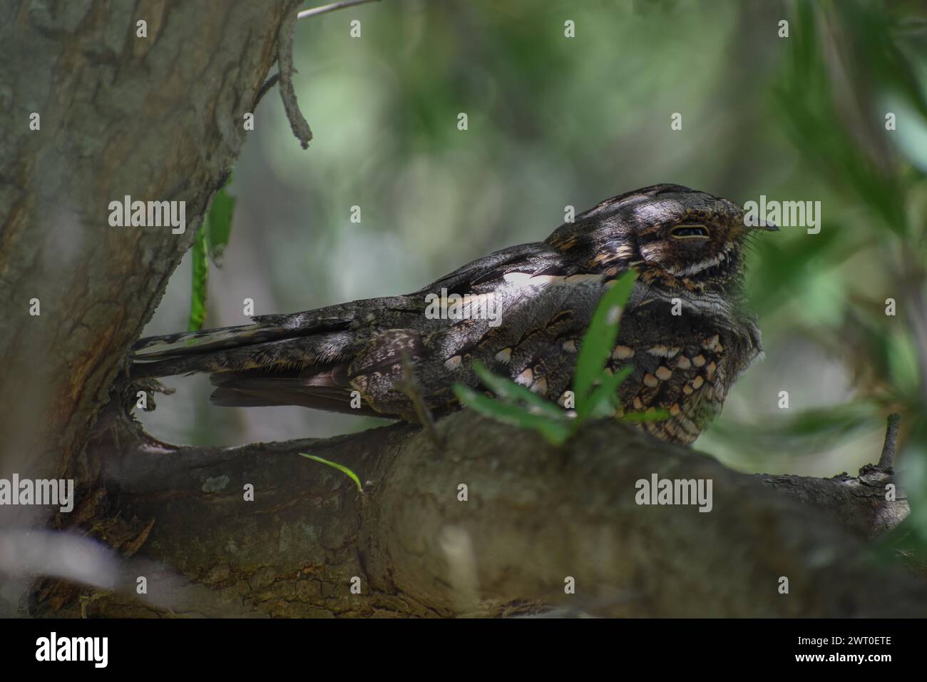 Very rarely seen Little Nightjar (Setopagis parvula), spends the day ...