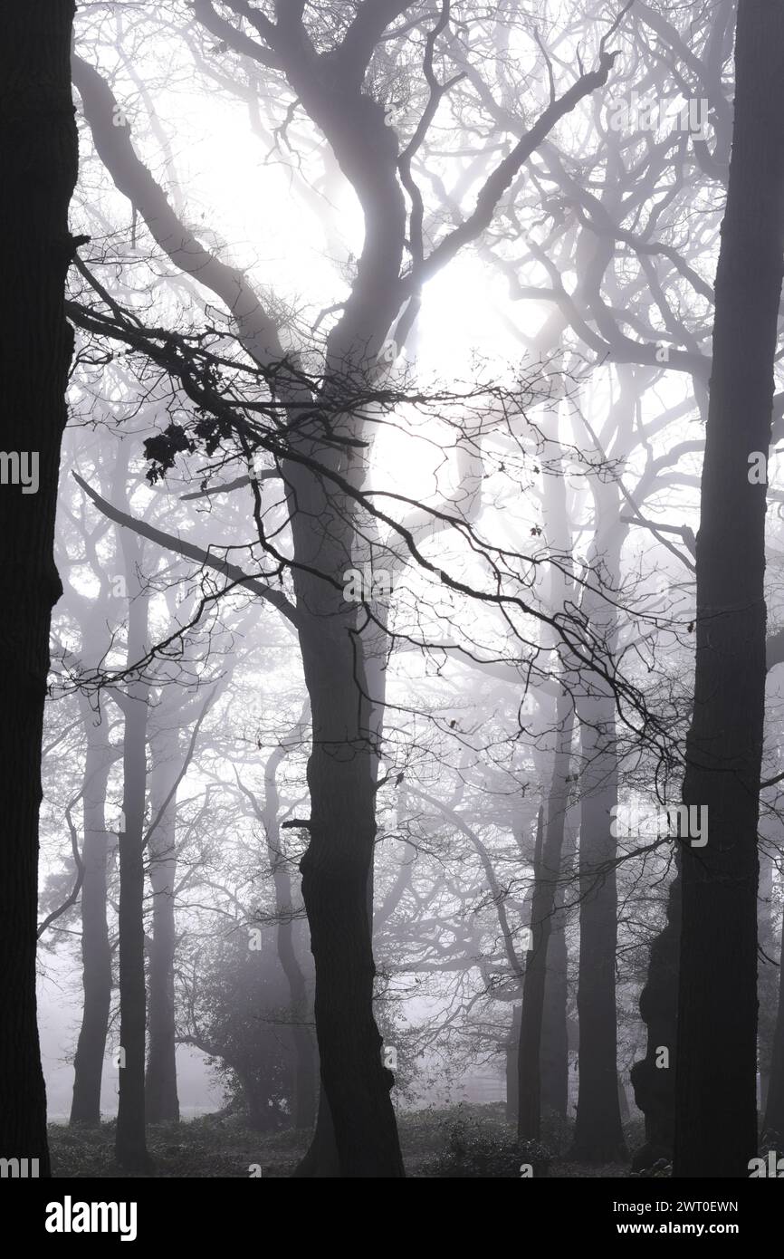 Misty enshrouded forest hi-res stock photography and images - Alamy