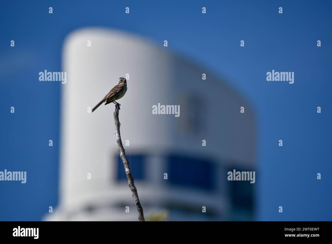 Rufous-collared sparrow (Zonotrichia capensis) in front of the Alvear ...
