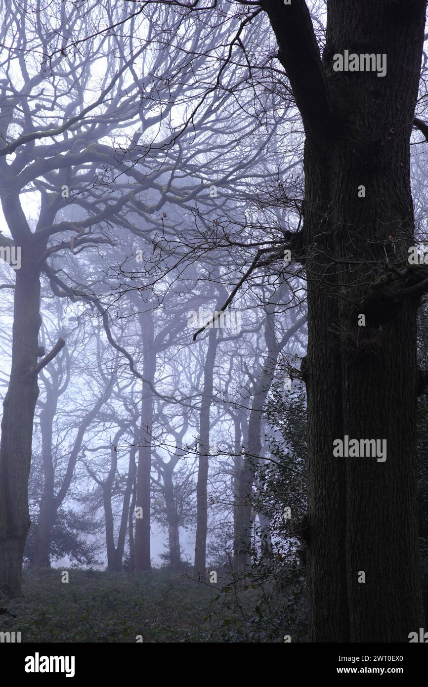 Cold and damp woods hi-res stock photography and images - Alamy