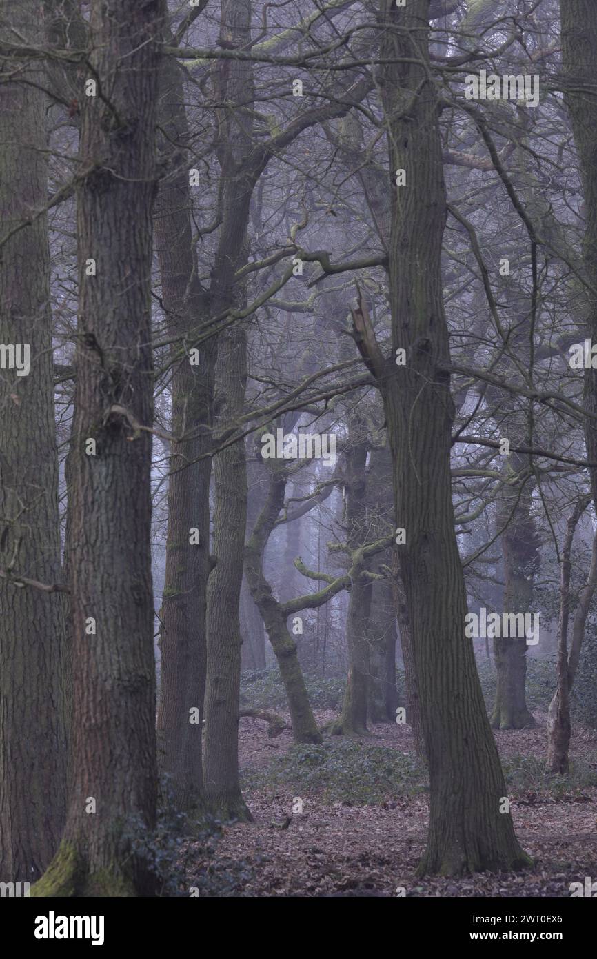 Enshrouded forest landscape hi-res stock photography and images - Alamy