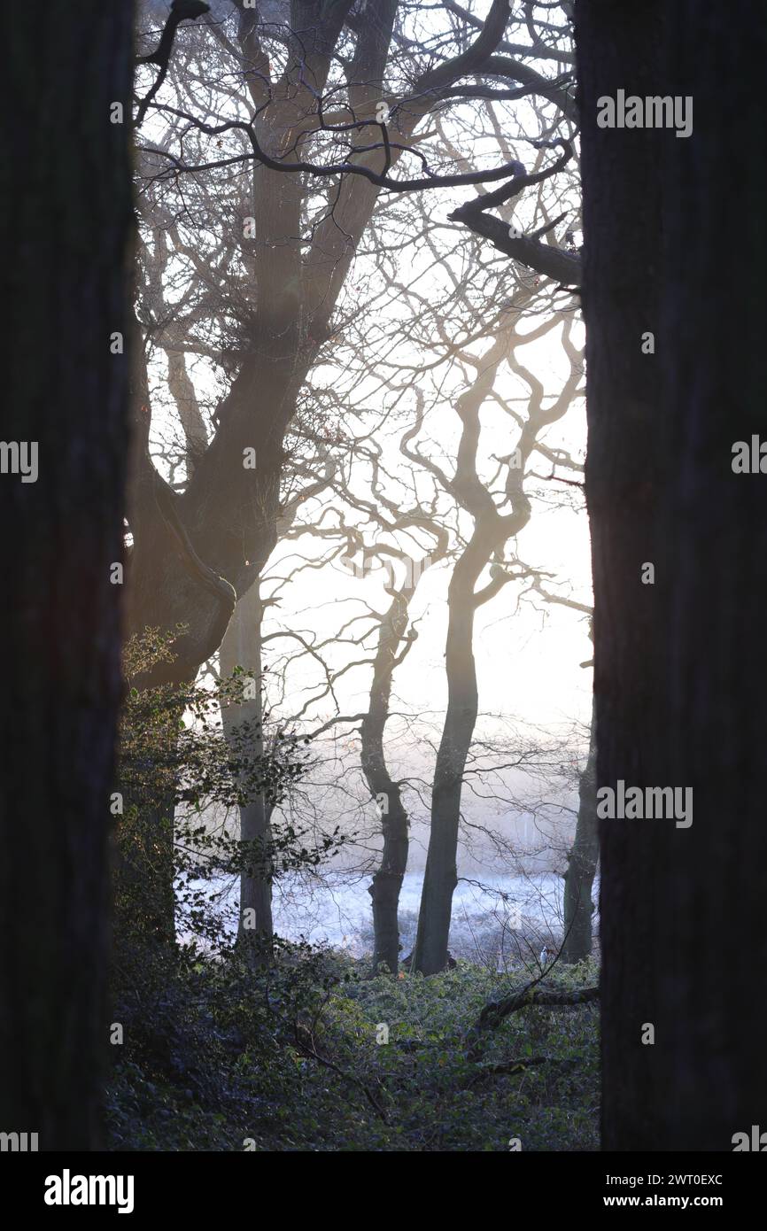 Misty enshrouded forest hi-res stock photography and images - Alamy