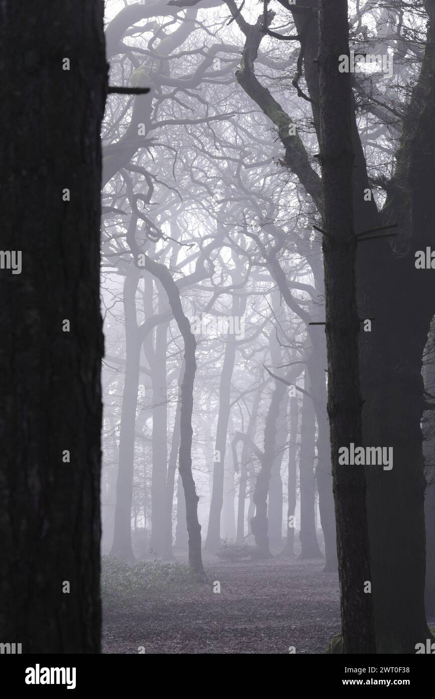 Misty enshrouded forest hi-res stock photography and images - Alamy