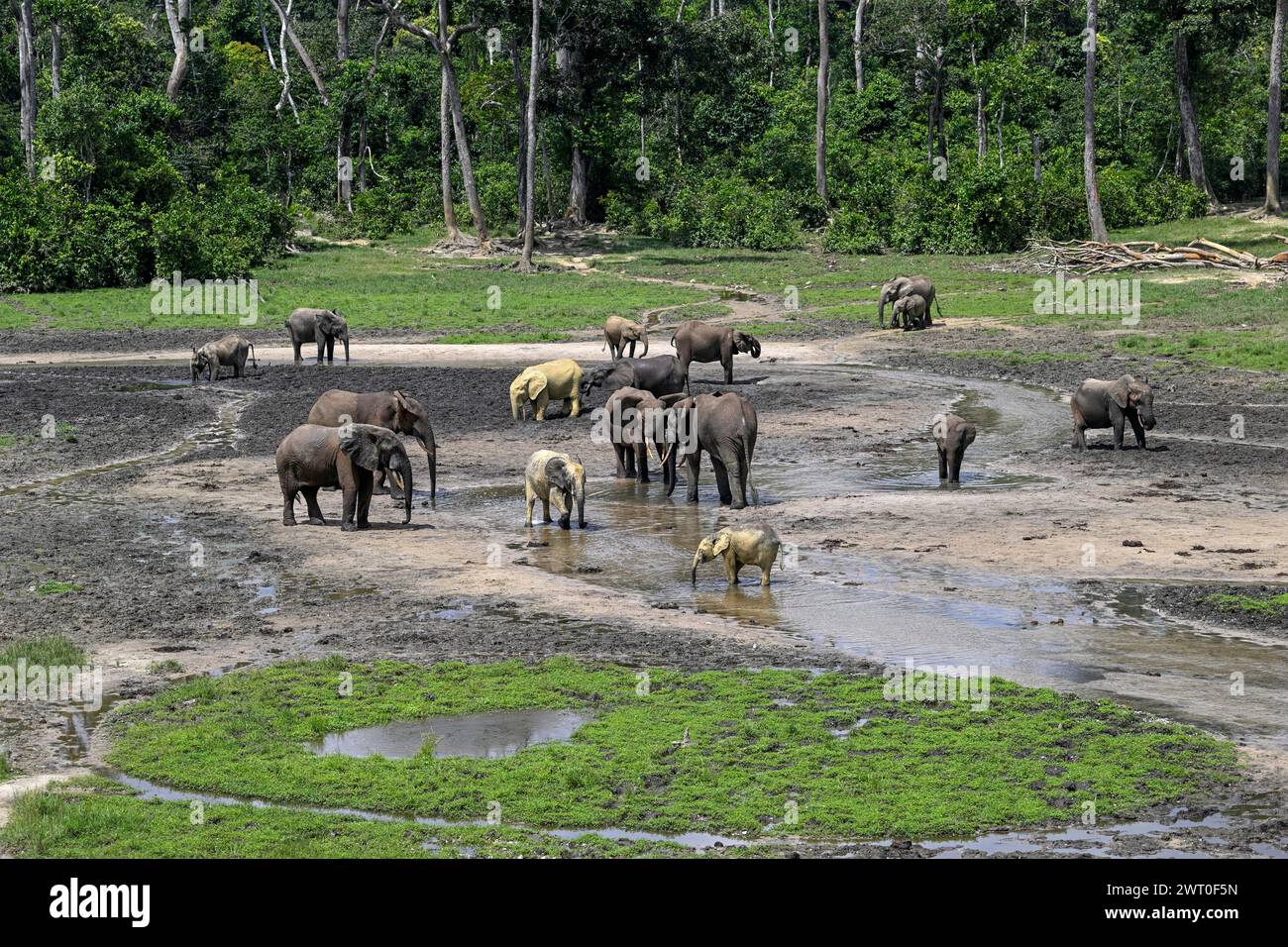 African forest elephants (Loxodonta cyclotis) in the Dzanga Bai forest ...