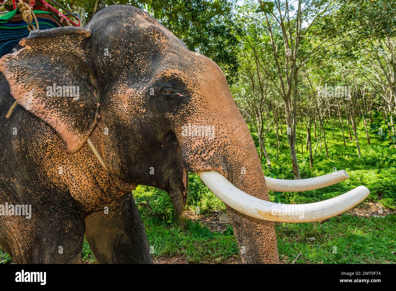 Elephant training cruelty hi-res stock photography and images - Alamy